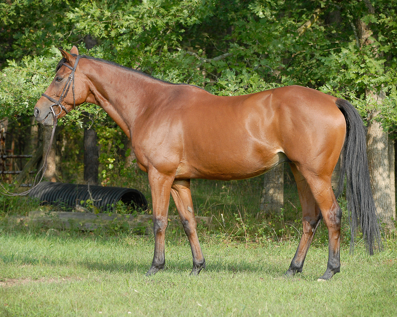 Wizard’s Former Career as a Racehorse | Rock and Racehorses: The Blog
